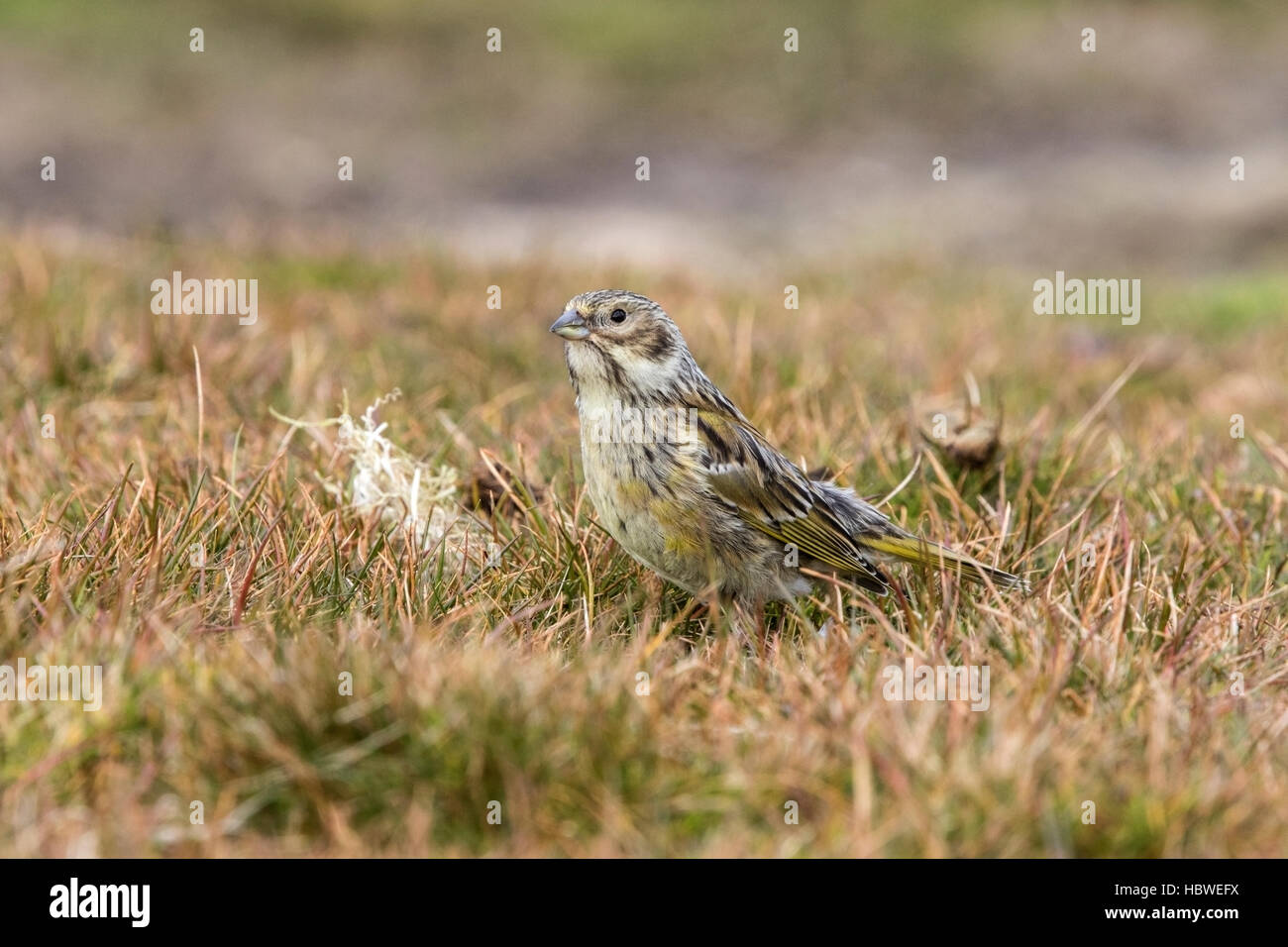 black-throated finch or canary-winged finch (Melanodera melanodera ...