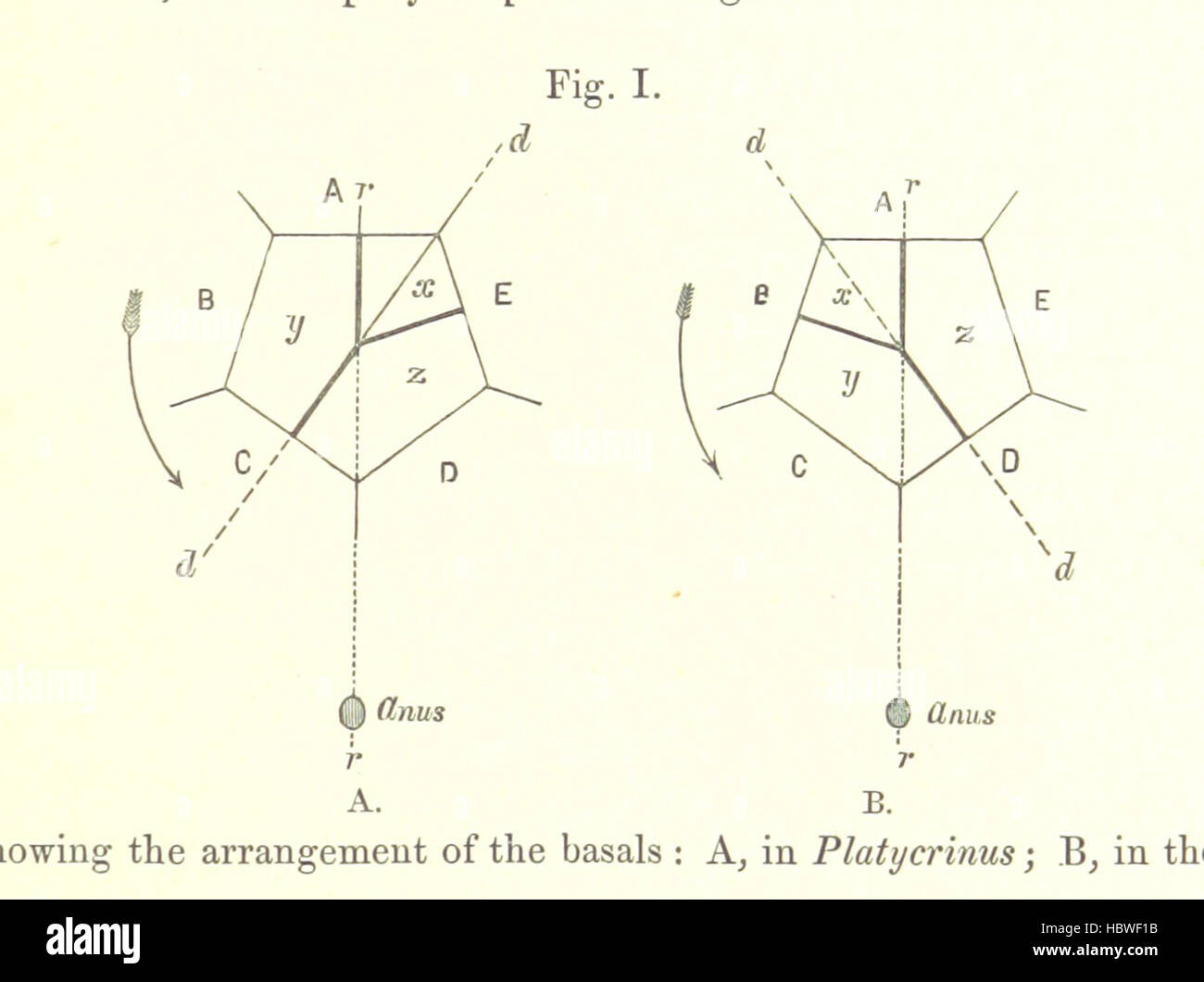 Catalogue blastoidea in geological department hi-res stock photography ...