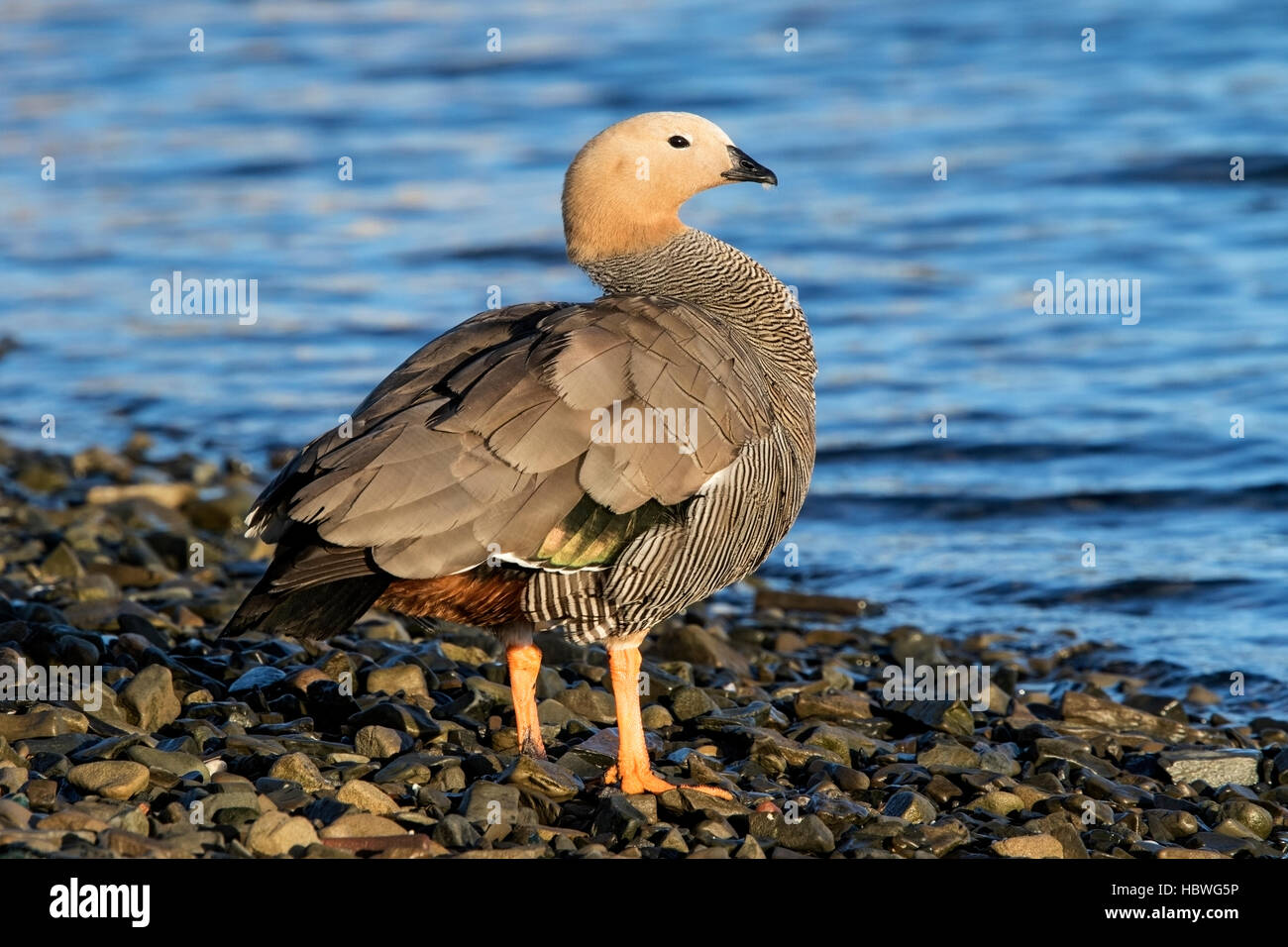 Ruddy headed geese hi-res stock photography and images - Alamy
