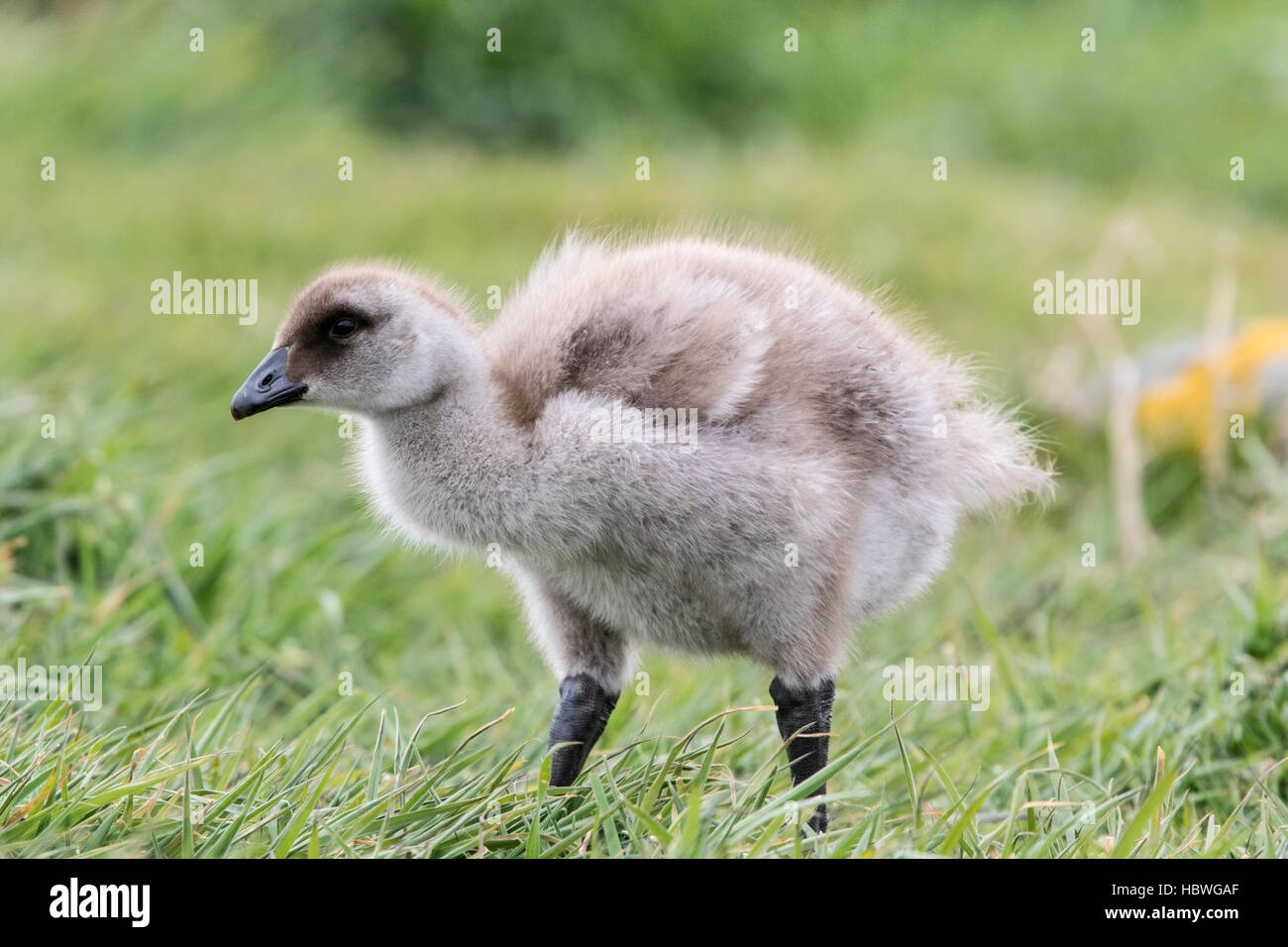Baby waterbird hi-res stock photography and images - Alamy