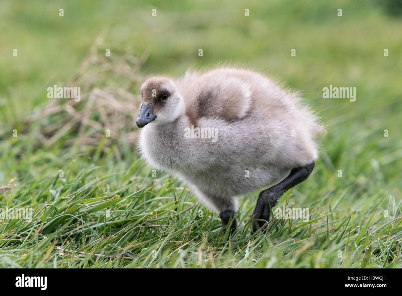 upland goose (Chloephaga picta) single gosling chick walking in grass ...