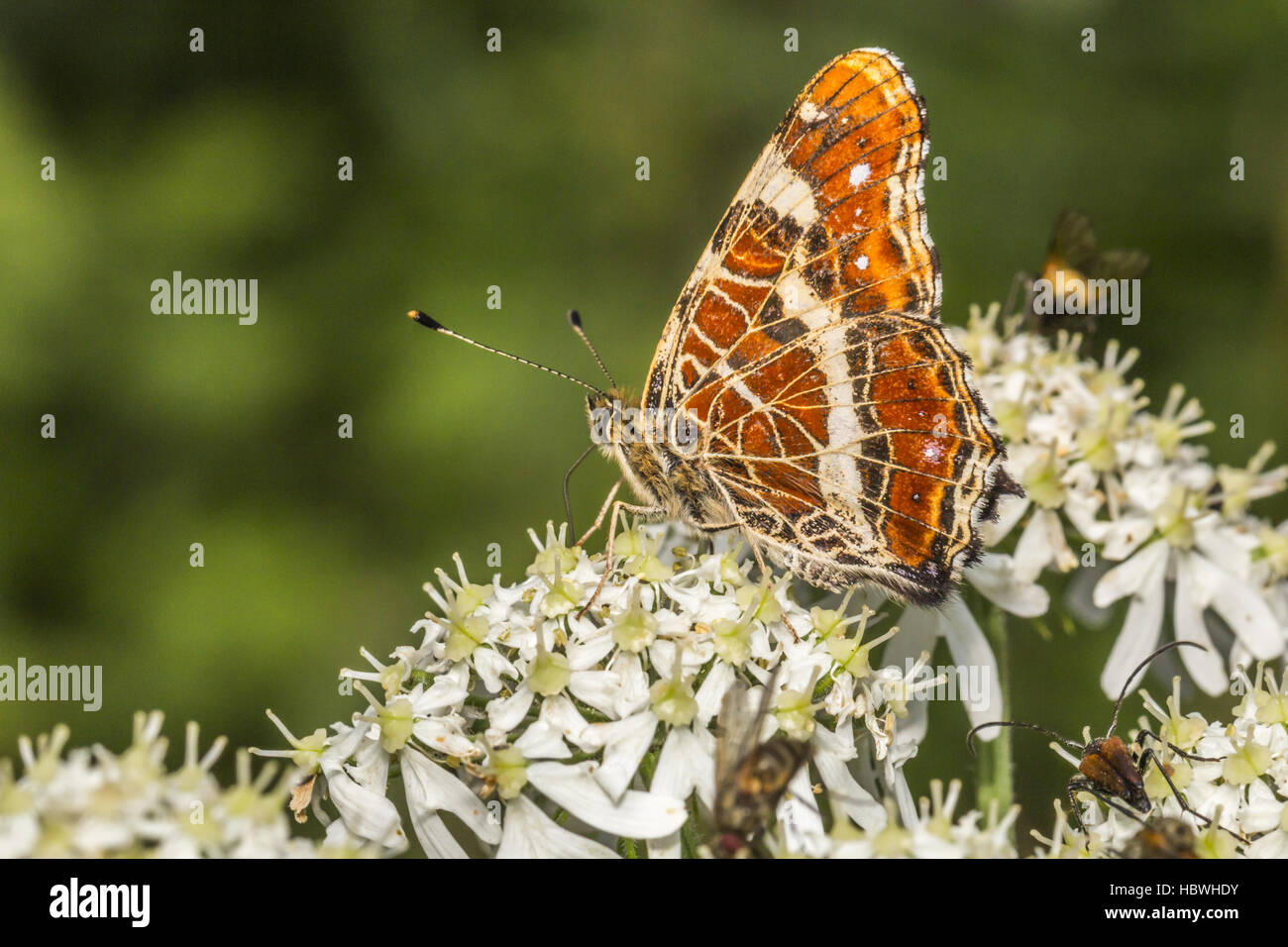 Map butterfly flower hi-res stock photography and images - Alamy