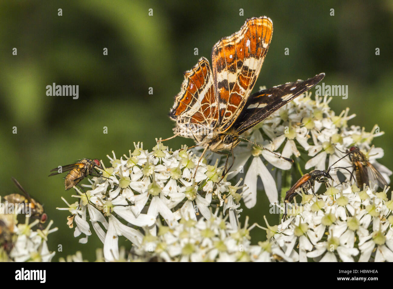 Map butterfly (Araschnia levana Stock Photo - Alamy