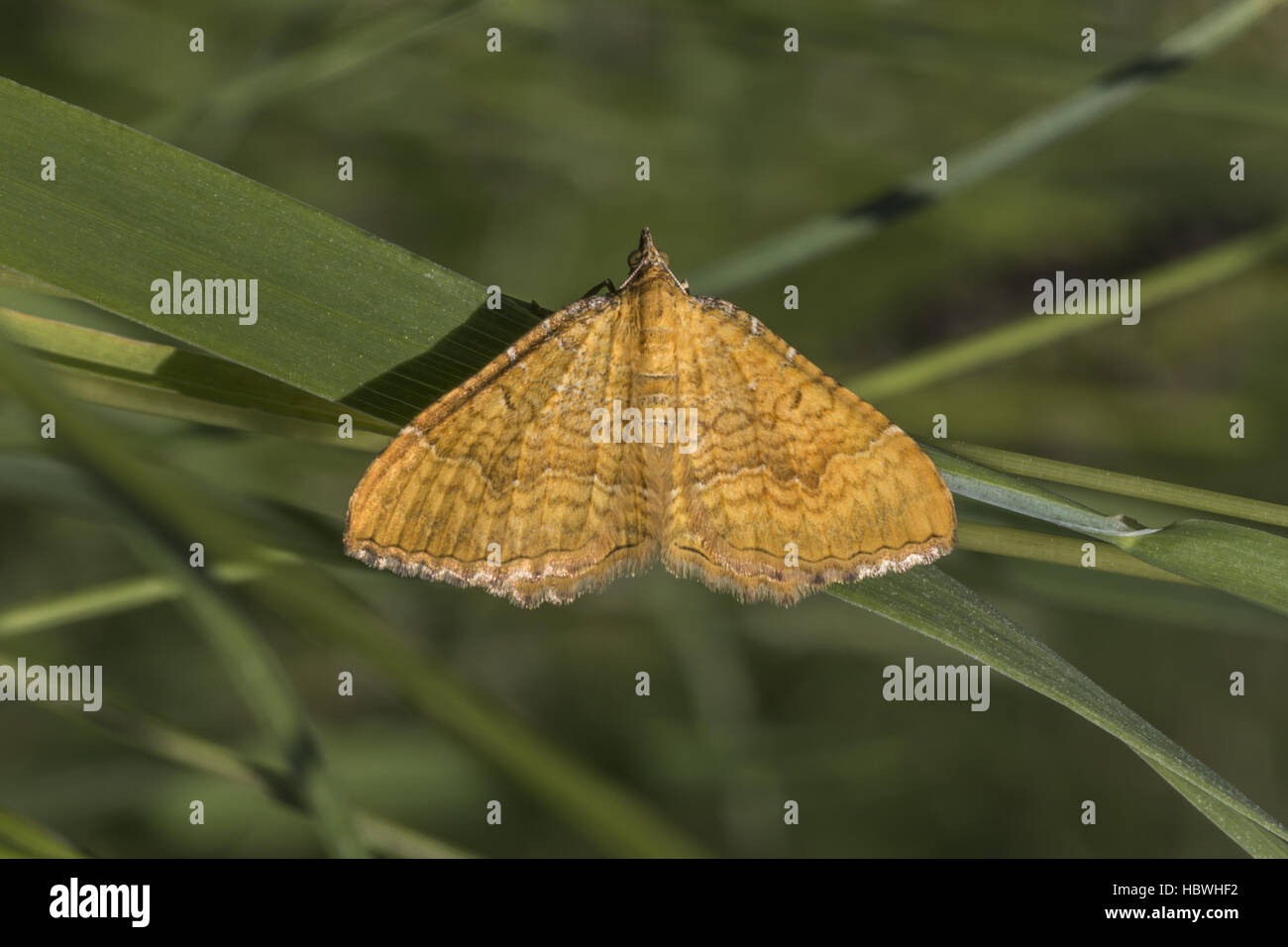 Yellow shell moth (Camptogramma bilineata Stock Photo - Alamy