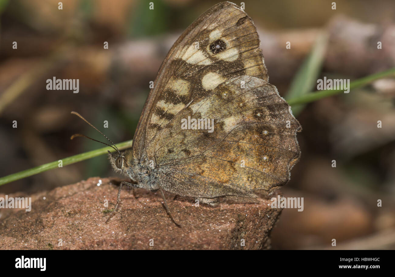 Speckled wood butterfly (Pararge aegeria Stock Photo - Alamy
