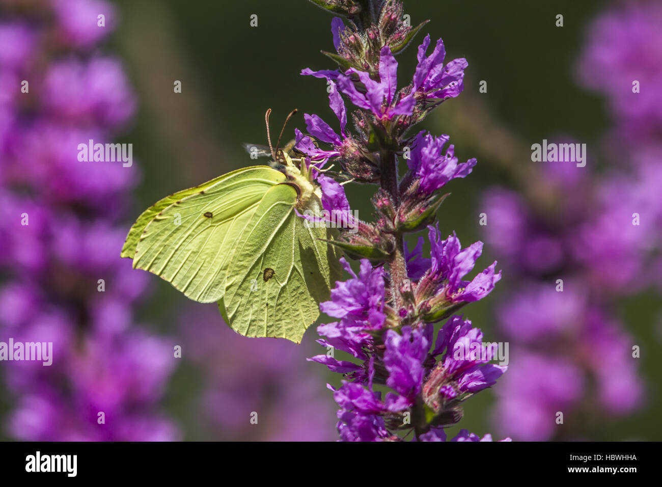 Common brimstone (Gonepteryx rhamni Stock Photo - Alamy