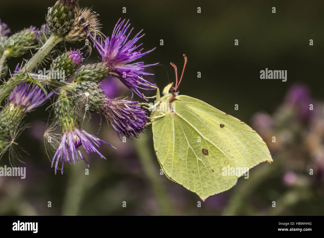 Common brimstone (Gonepteryx rhamni Stock Photo - Alamy