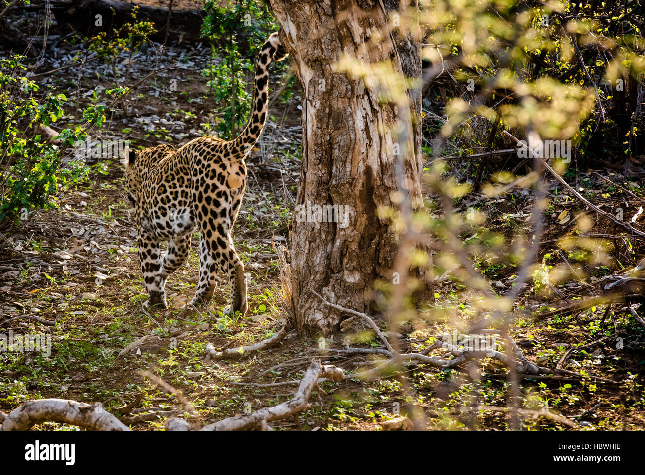 Powerful male leopard Stock Photo - Alamy