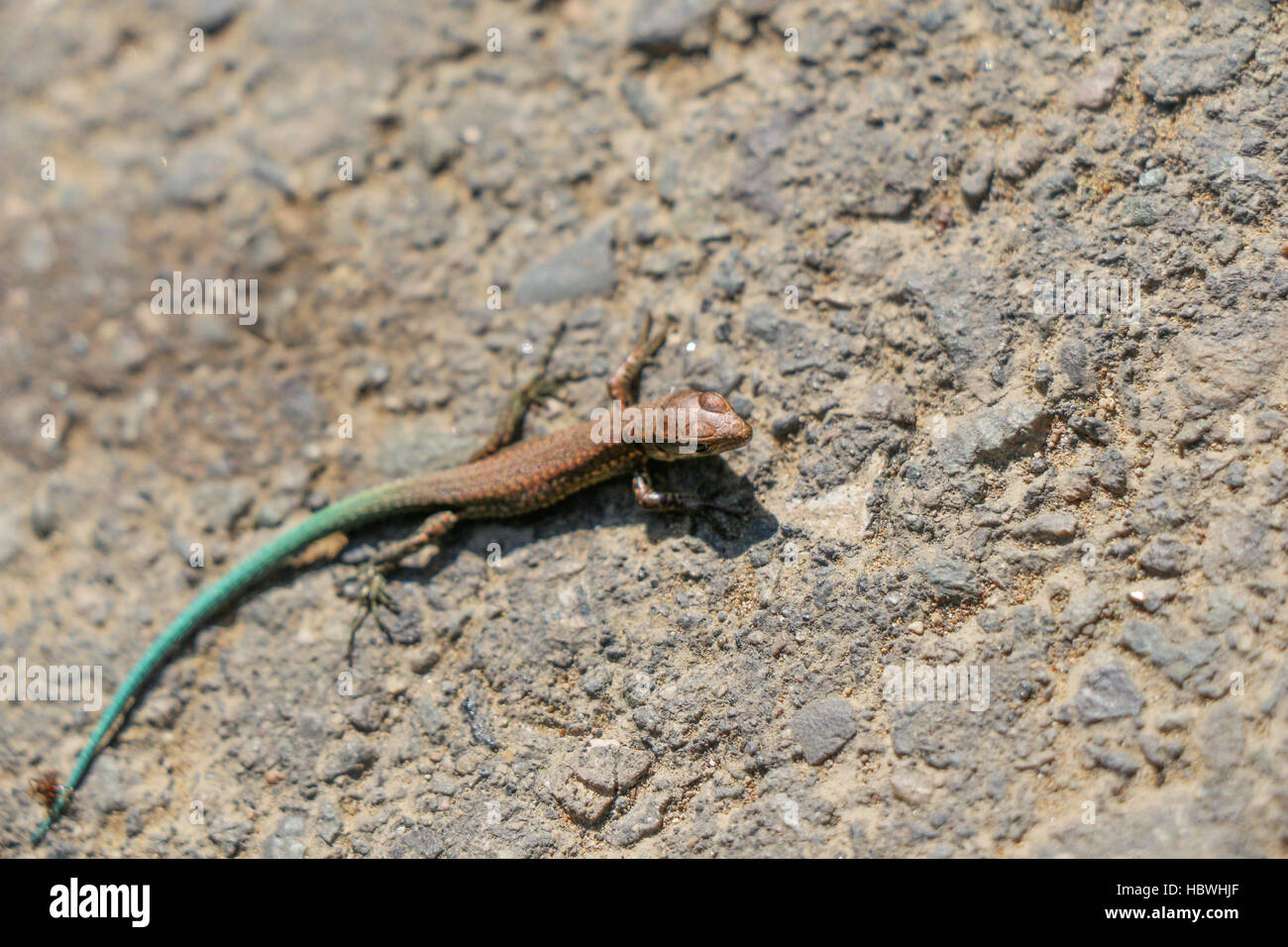 Small beautiful and colorful lizard with greenish tail on rocky road ...