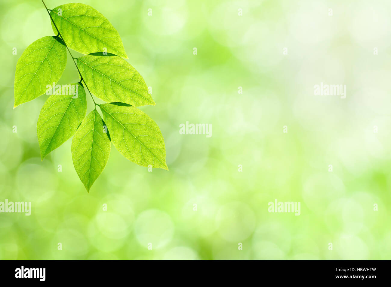 Green nature background with leaves Stock Photo - Alamy