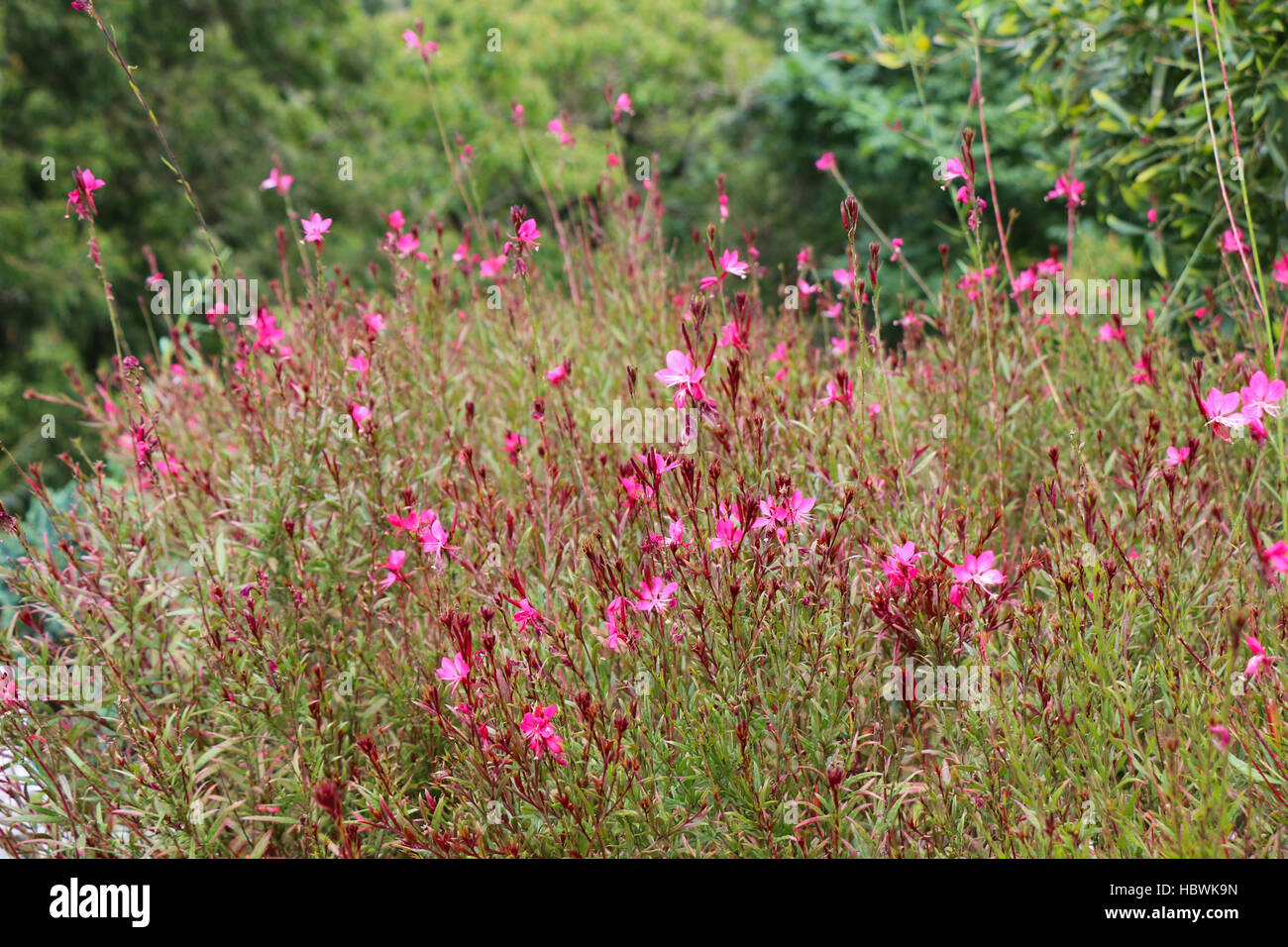 Field covered with beautiful flowers in summer time Stock Photo - Alamy
