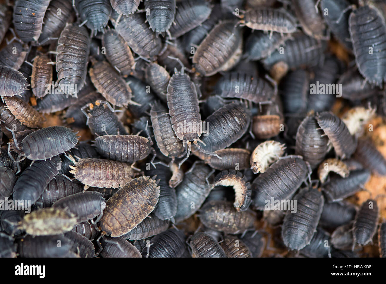 Mass of rough woodlice (Porcellio scaber). Terrestrial crustaceans in ...