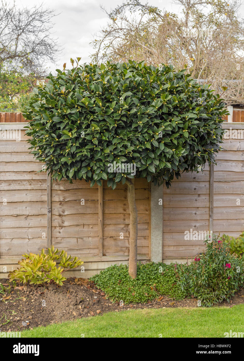 Camellia standard tree in a flower bed with a wooden garden fence ...