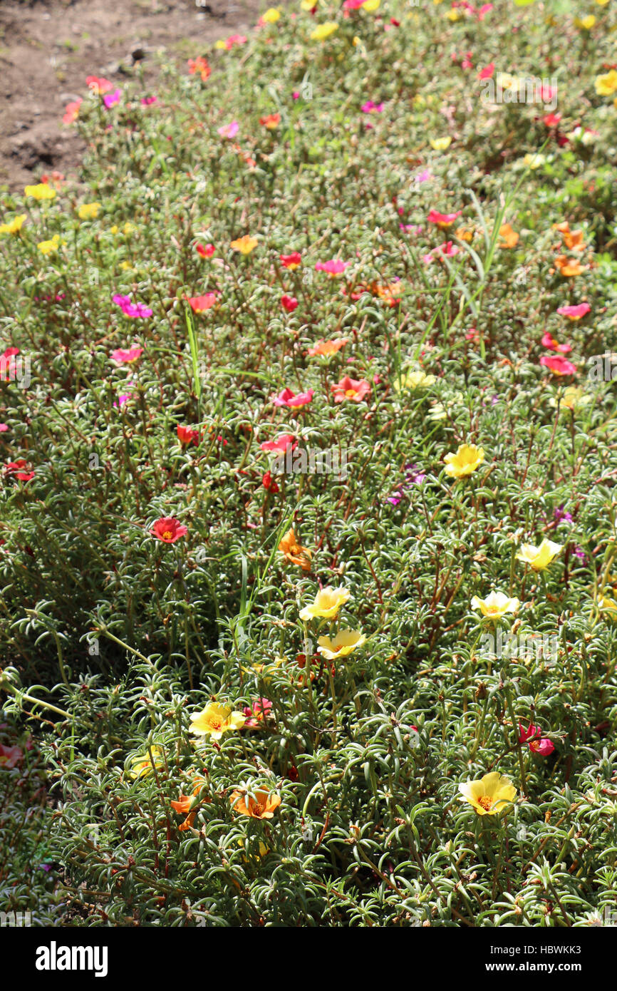 Field covered with beautiful flowers in summer time Stock Photo - Alamy