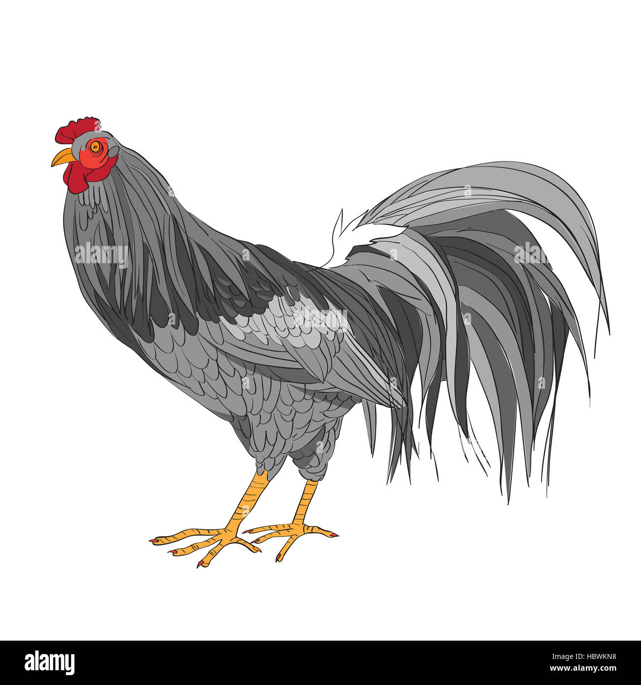 gray black white rooster Stock Photo - Alamy