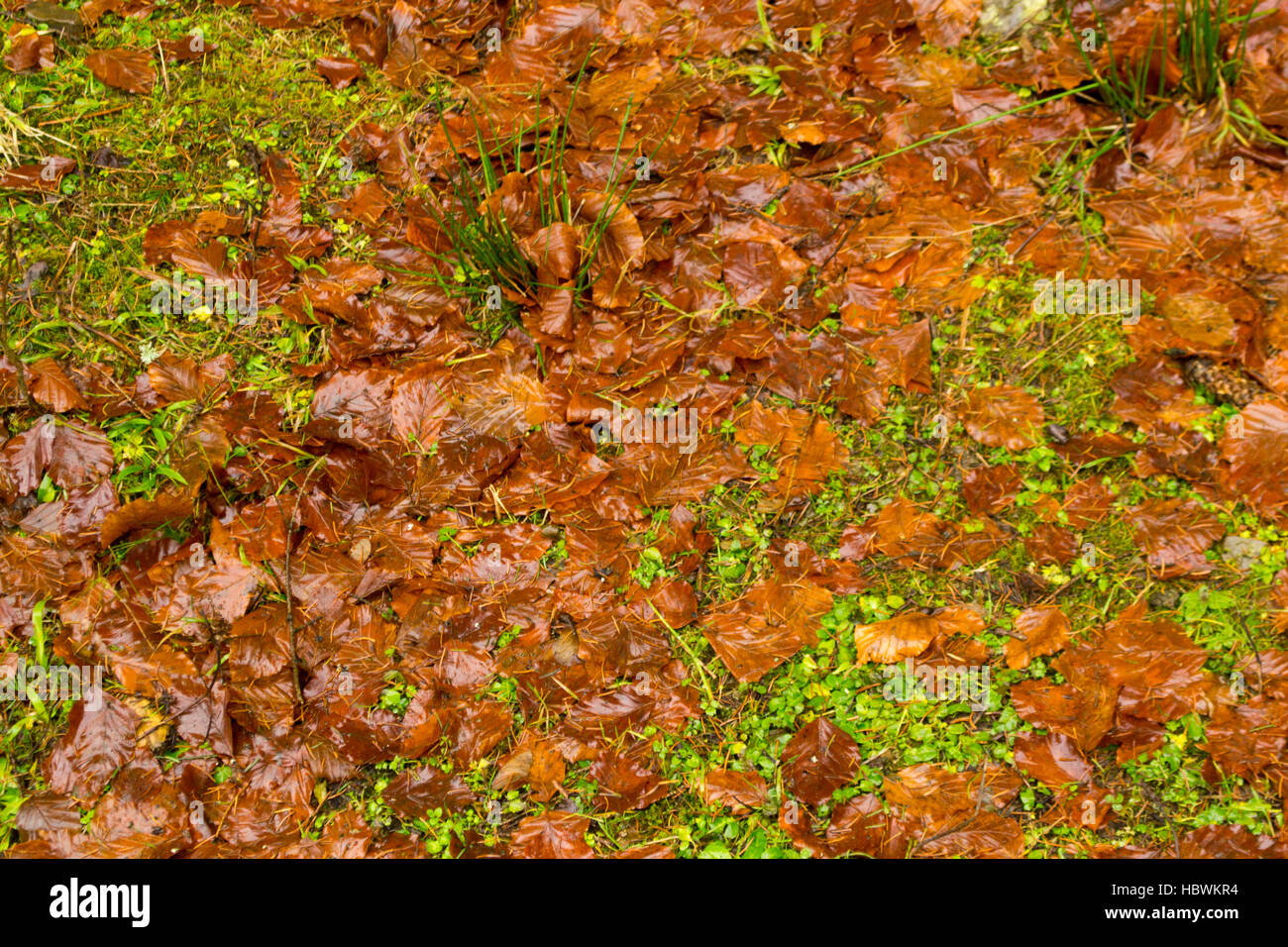 Rain tree leaves hi-res stock photography and images - Alamy