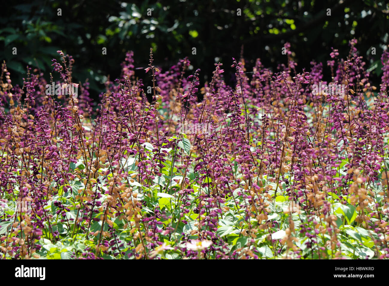 Field covered with beautiful flowers in summer time Stock Photo - Alamy