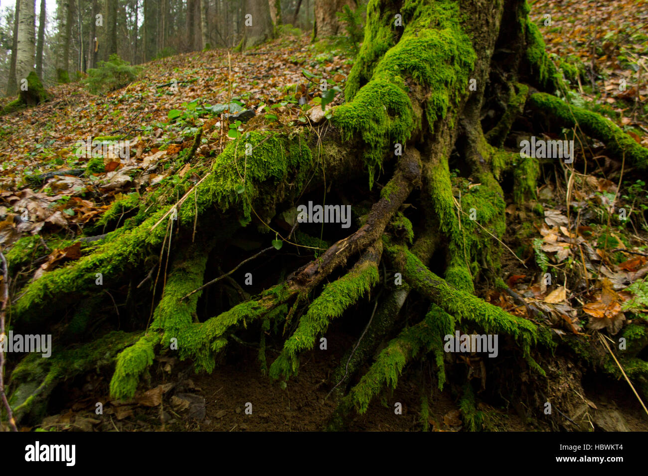 Tree root in mixed forest Stock Photo - Alamy