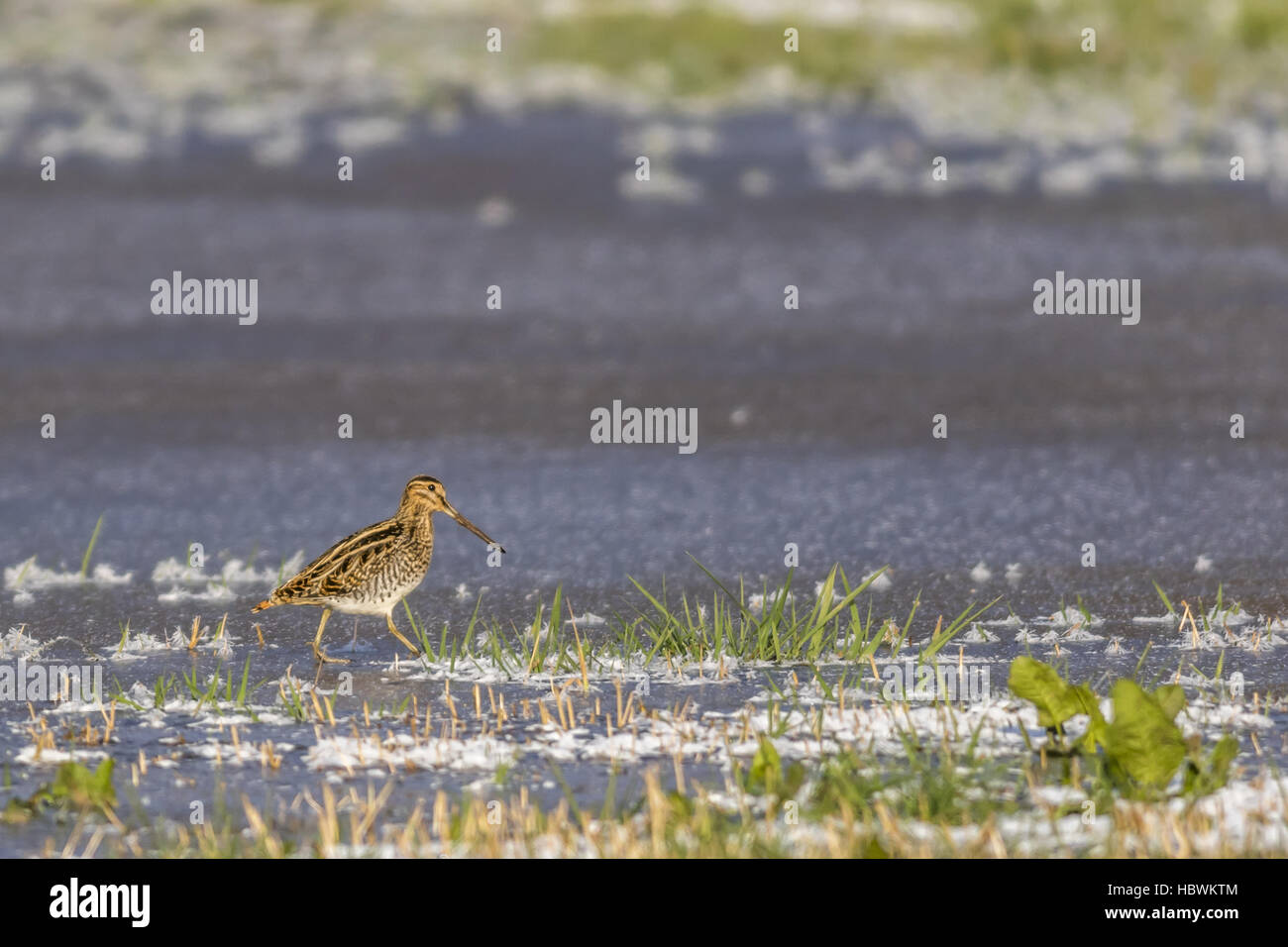 Common snipe (Gallinago gallinago Stock Photo - Alamy