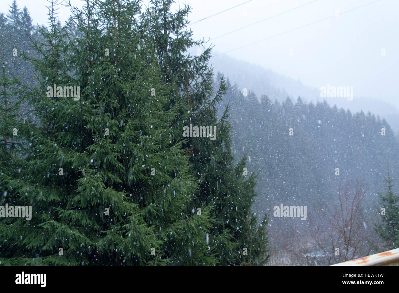 Snowing in pine forest hi-res stock photography and images - Alamy