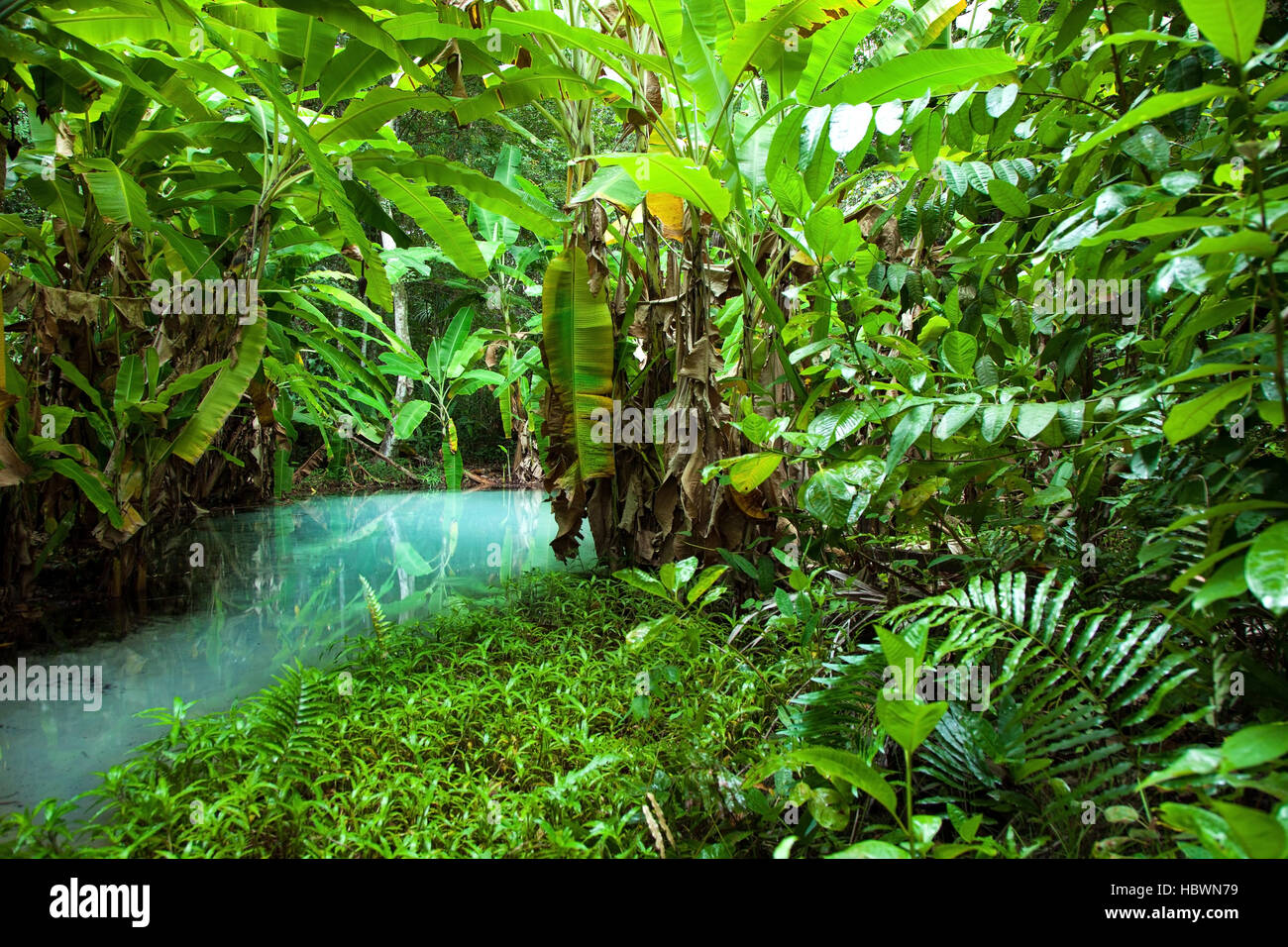 A natural blue water pool, surrounded by banana's tree leafs, in Brazil ...