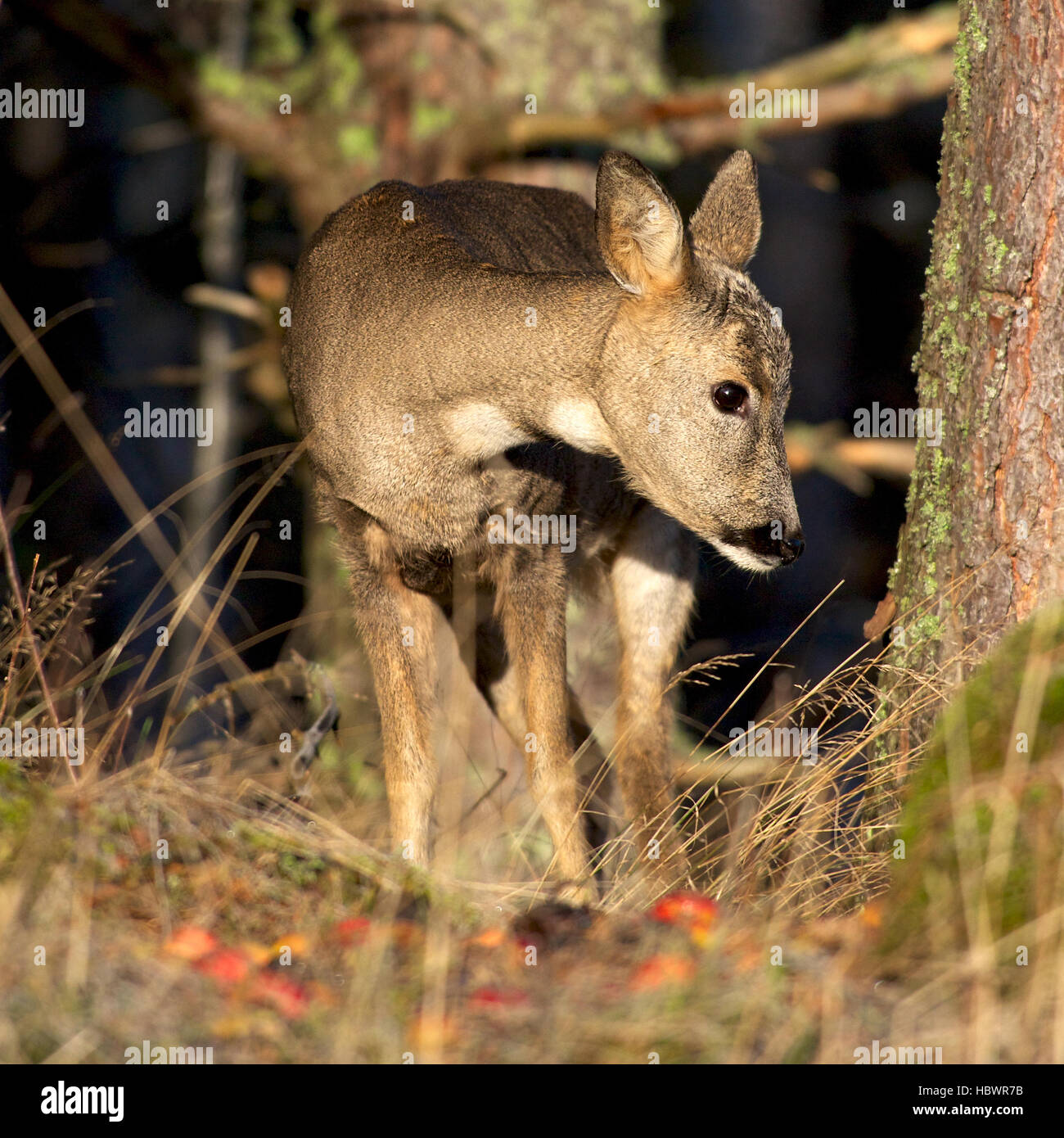 Spruce apples hi-res stock photography and images - Alamy