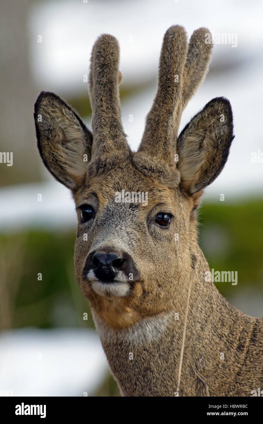 New antlers hi-res stock photography and images - Alamy