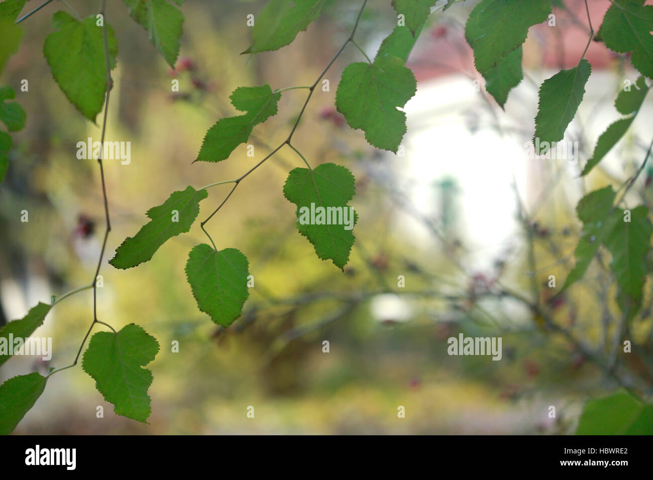 green fall leaves Stock Photo - Alamy