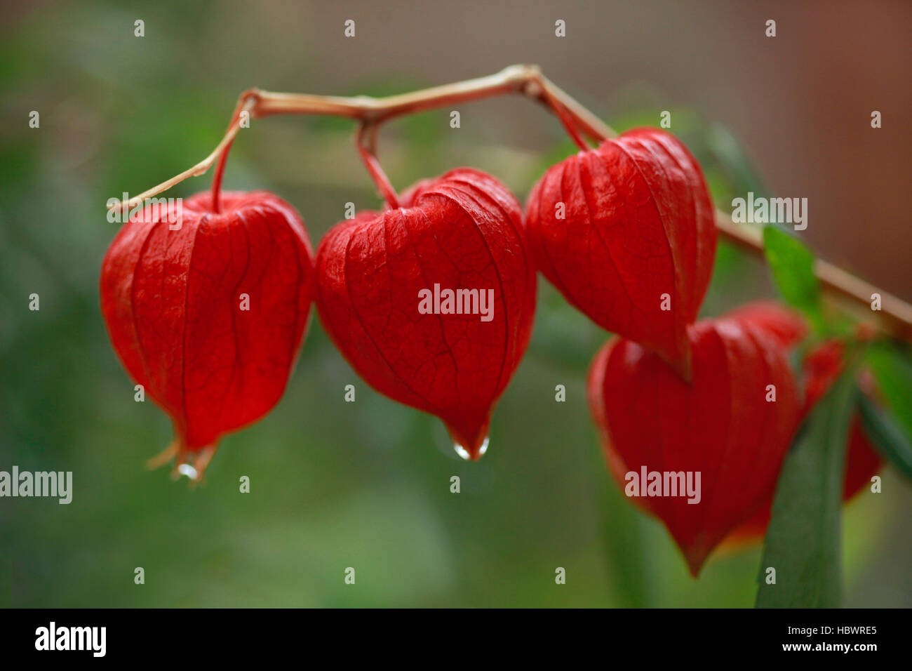 red fall flowers Stock Photo - Alamy