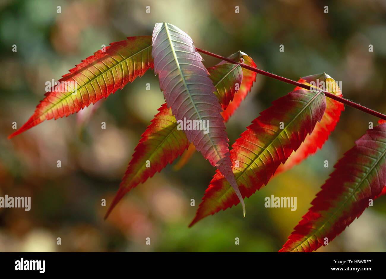 colorful fall leaves Stock Photo - Alamy