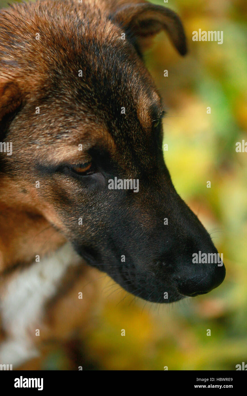 dog on nature background Stock Photo - Alamy