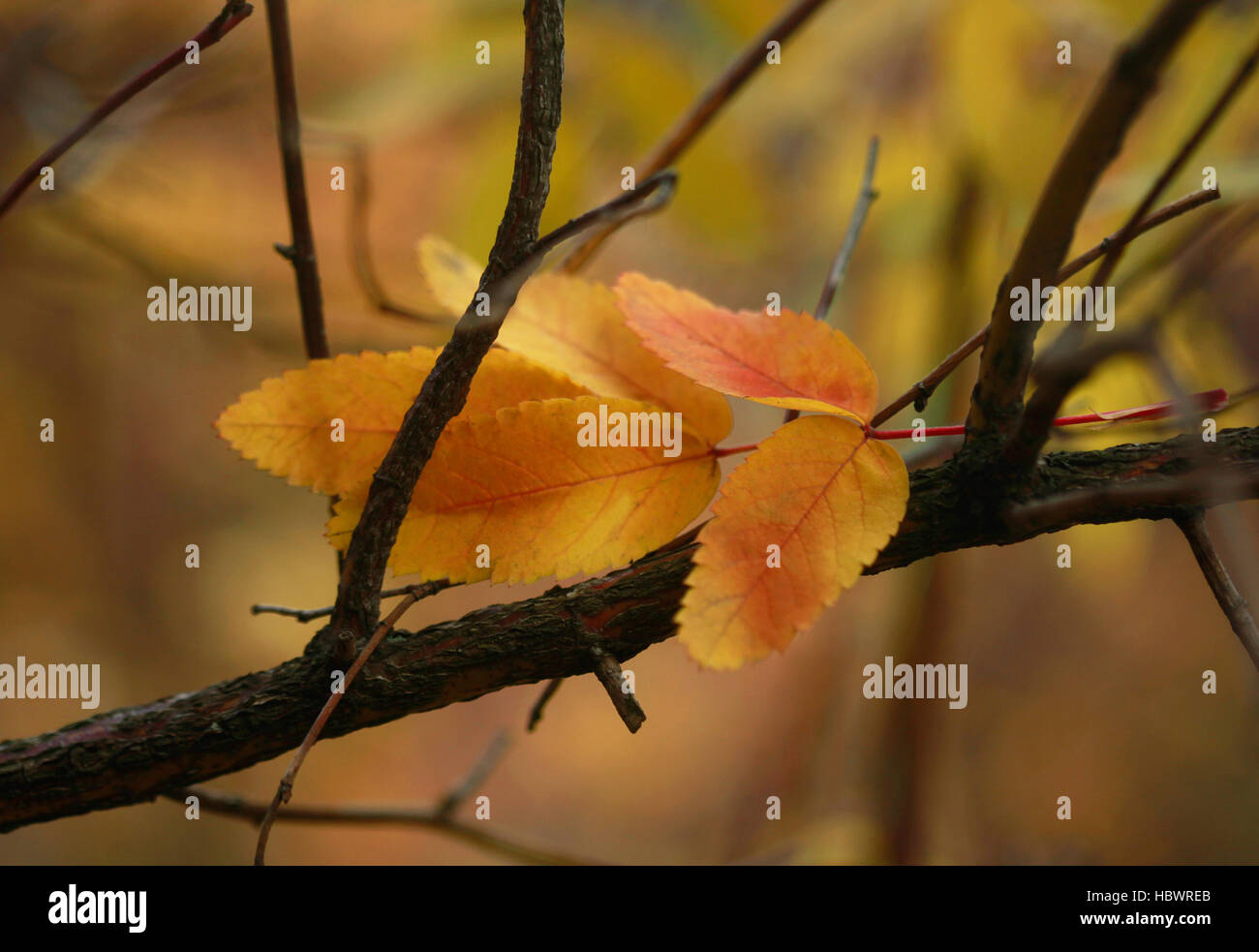 Tree yellow leaves on hi-res stock photography and images - Alamy