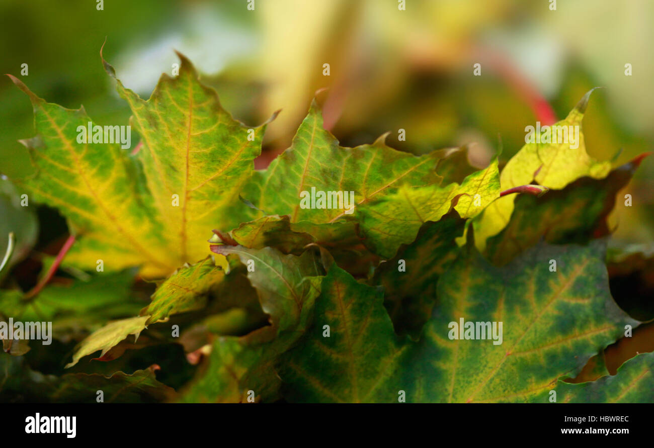 green fall leaves Stock Photo - Alamy