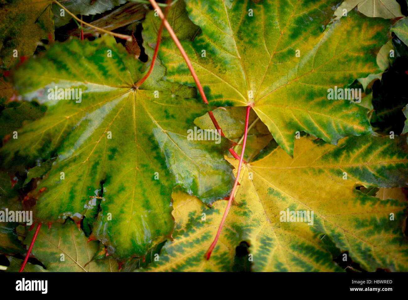 Green fall leaves hi-res stock photography and images - Alamy