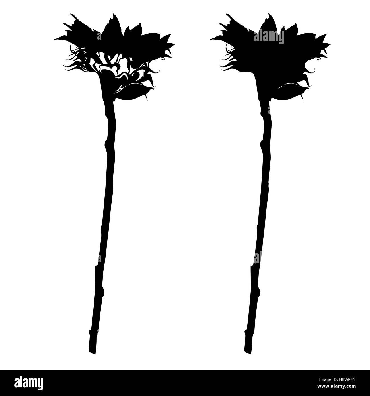 Two sun flowers Black and White Stock Photos & Images - Alamy