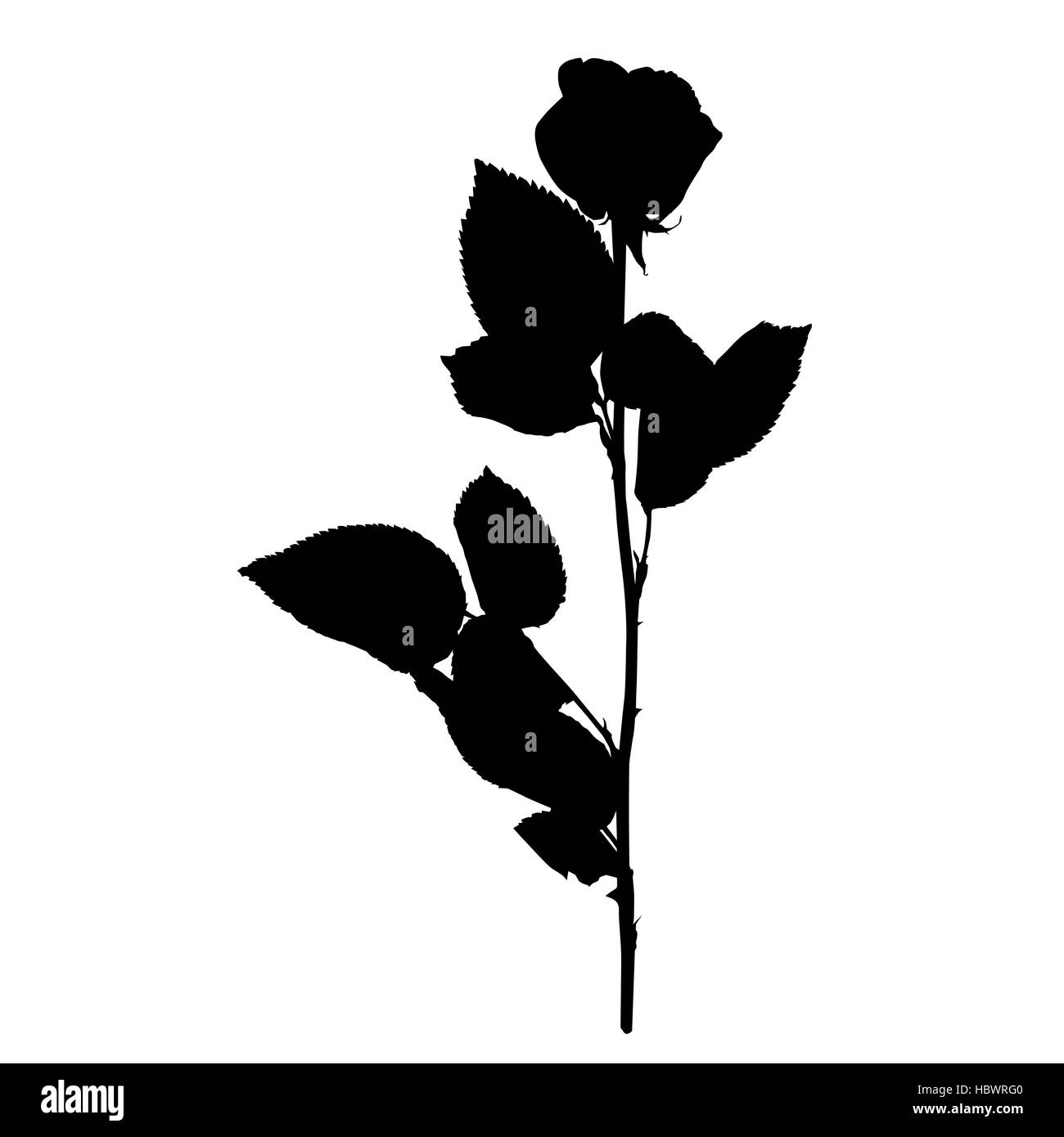 Rose Silhouette High Resolution Stock Photography and Images - Alamy