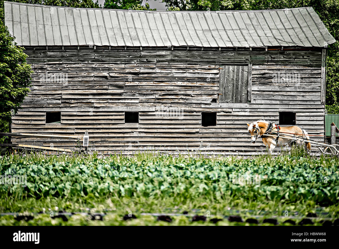 life on farm field in the rural country Stock Photo - Alamy