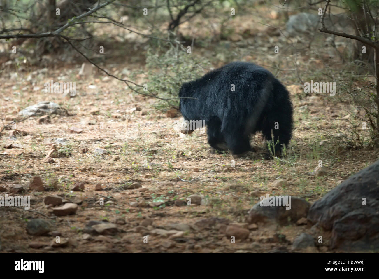 Big beautiful sloth bear male hunt termites, wild animal in the nature ...
