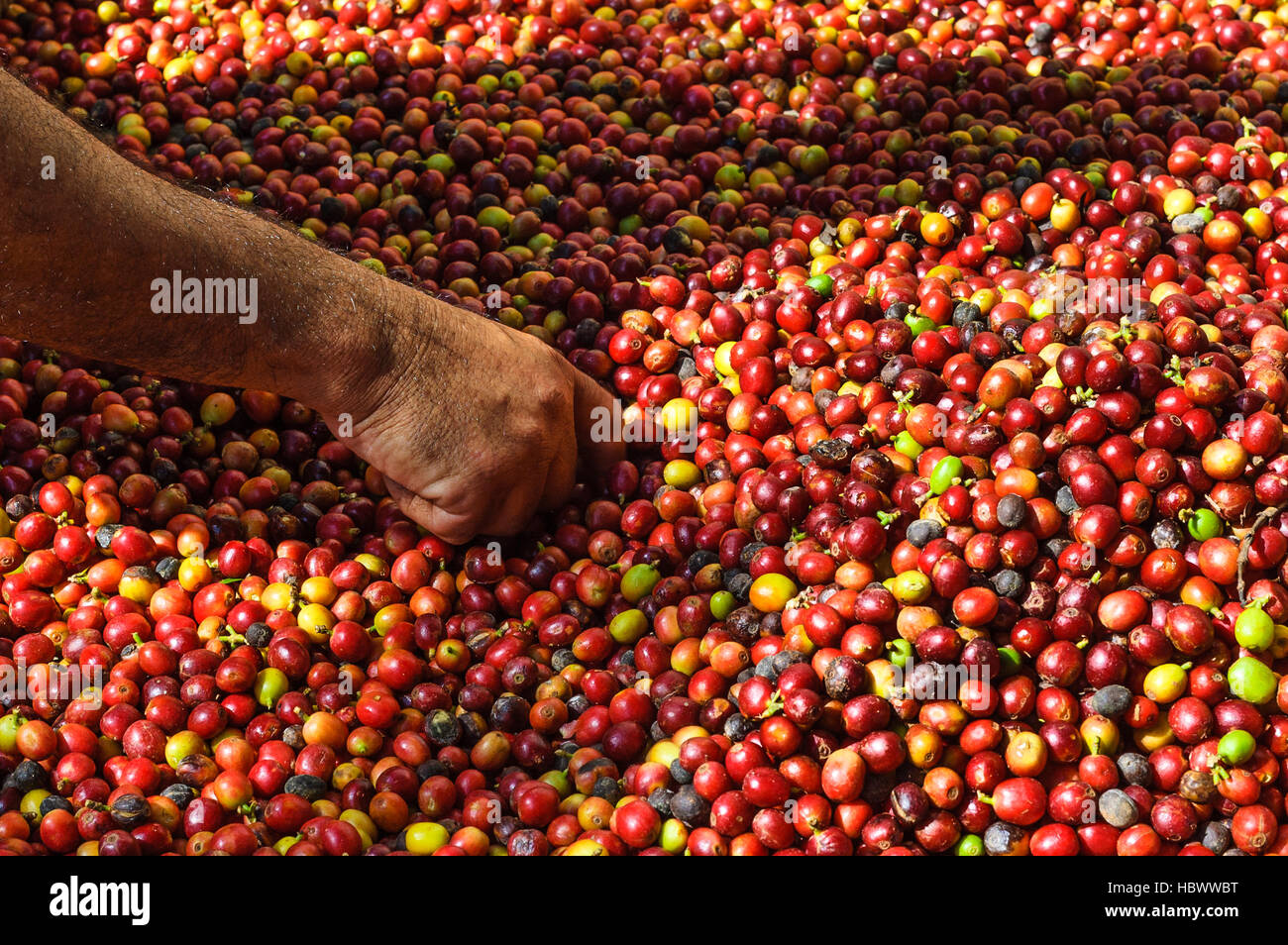 Hand of a farmer sorting coffee beans (Coffea arabica) laying on the ...