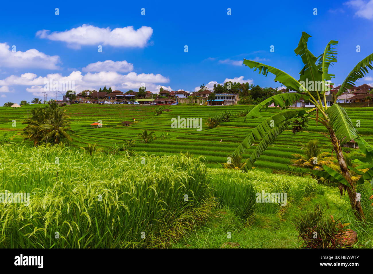 Rice fields - Bali island Indonesia Stock Photo - Alamy