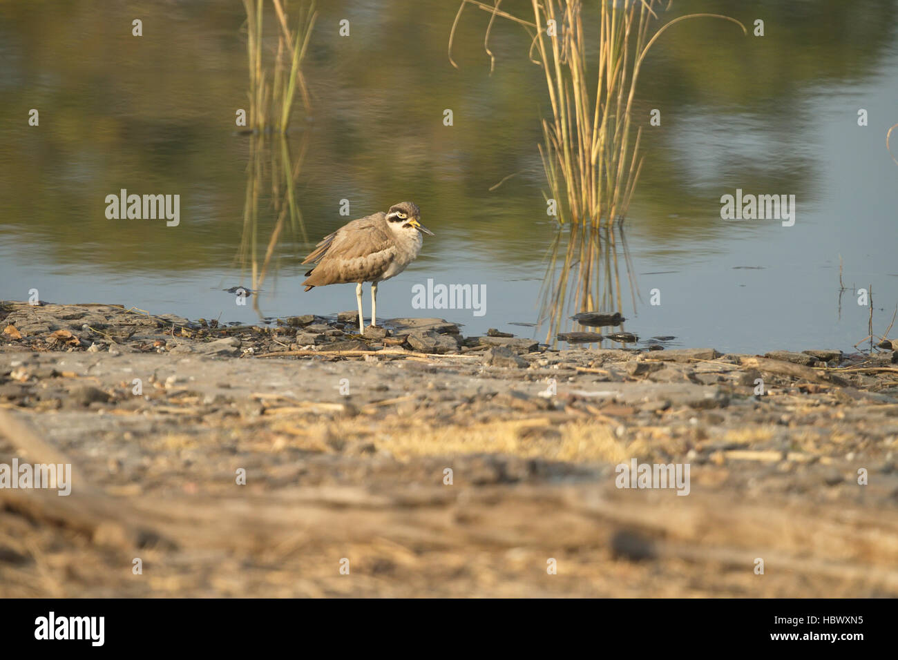 Stone plover bird also known as Great Stone-curlew or Great Thick-knee ...