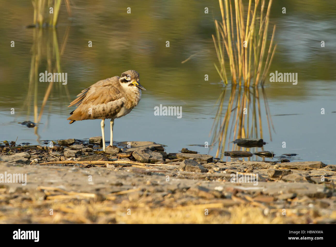 Stone plover bird also known as Great Stone-curlew or Great Thick-knee ...
