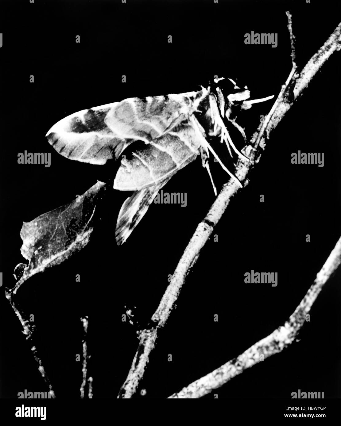 THE HELLSTROM CHRONICLE, Documentary, 1971 Stock Photo - Alamy