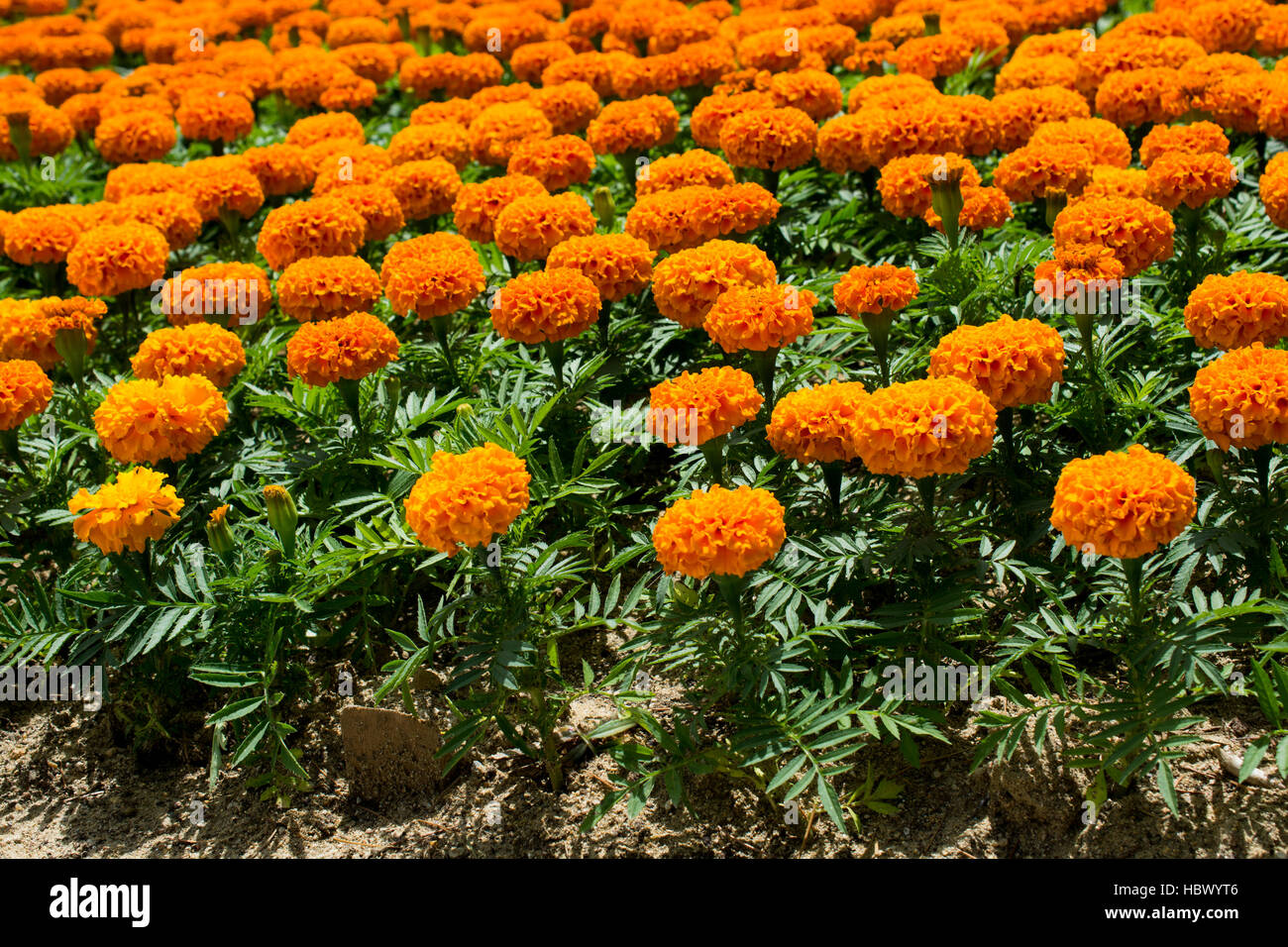 Field covered with beautiful flowers in summer time Stock Photo - Alamy
