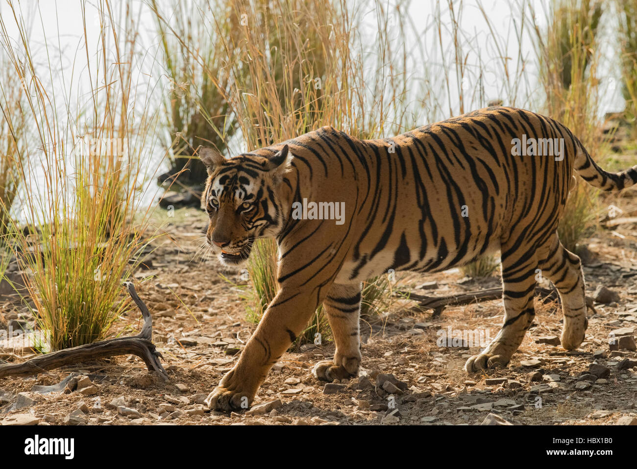 Bengal Tiger Natural Habitat