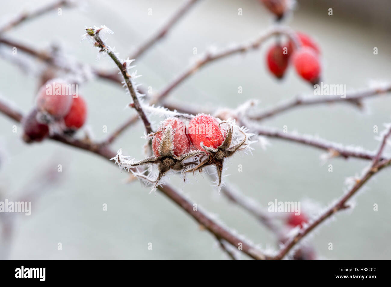 Frosted rose hips hi-res stock photography and images - Alamy