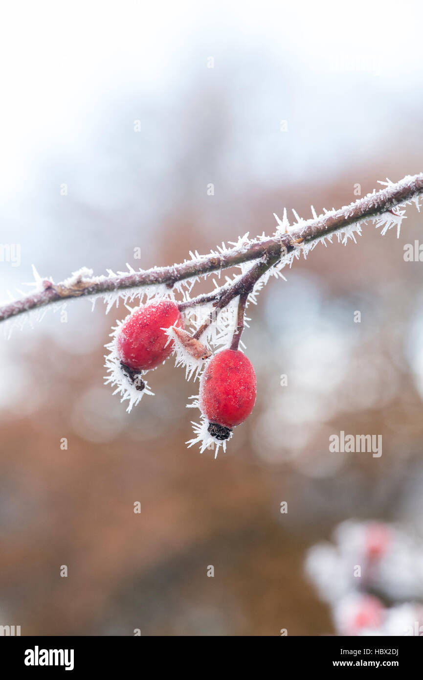 Rose hip in hoar frost hi-res stock photography and images - Alamy