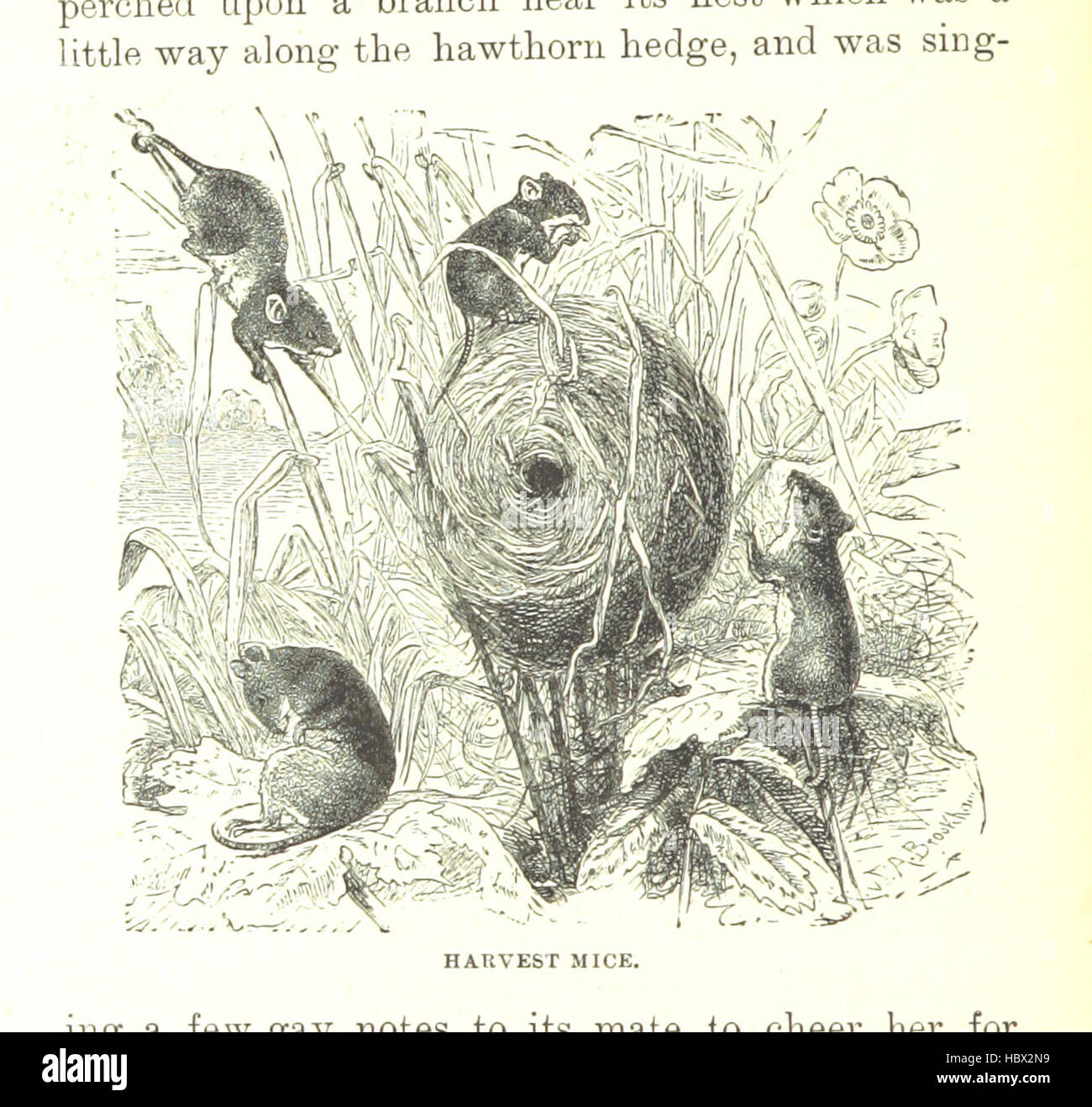 Image taken from page 58 of 'A Narrow, Narrow World' Image taken from ...