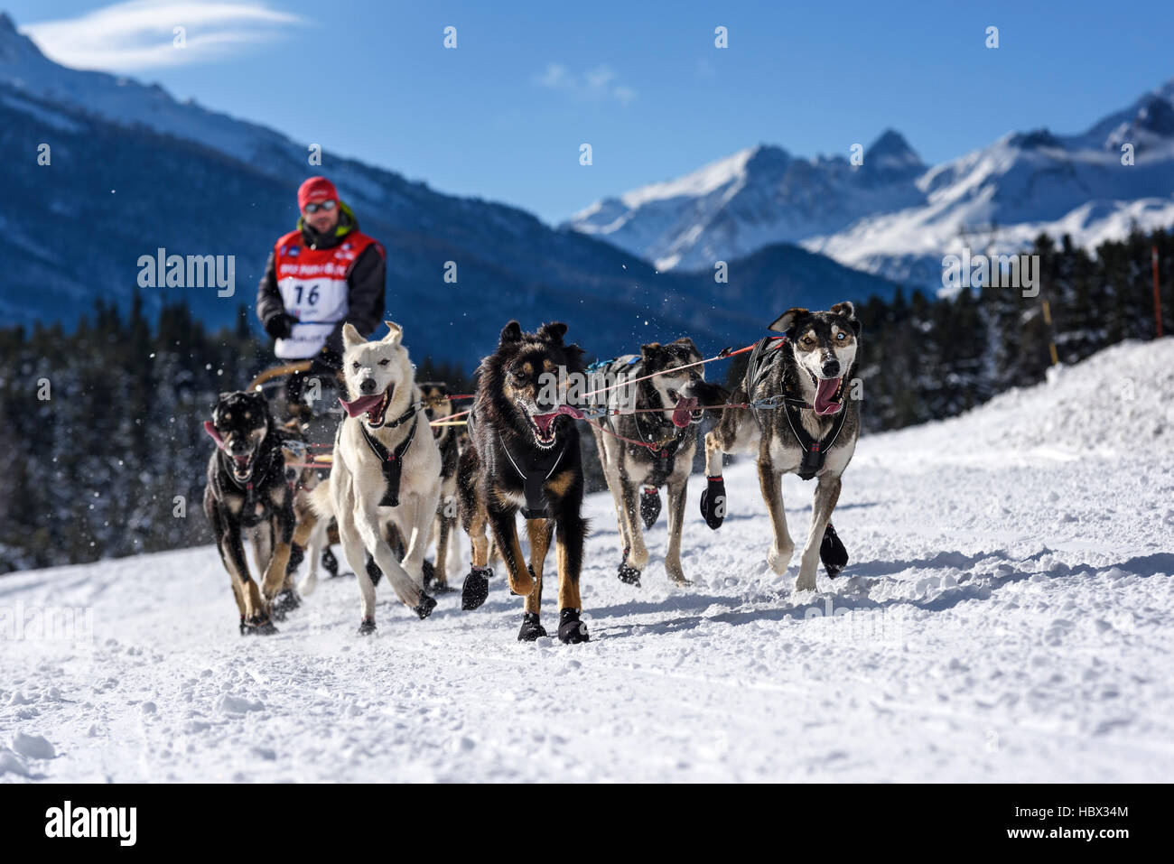 Grande odyssee mushers race benoit verin hi-res stock photography and ...