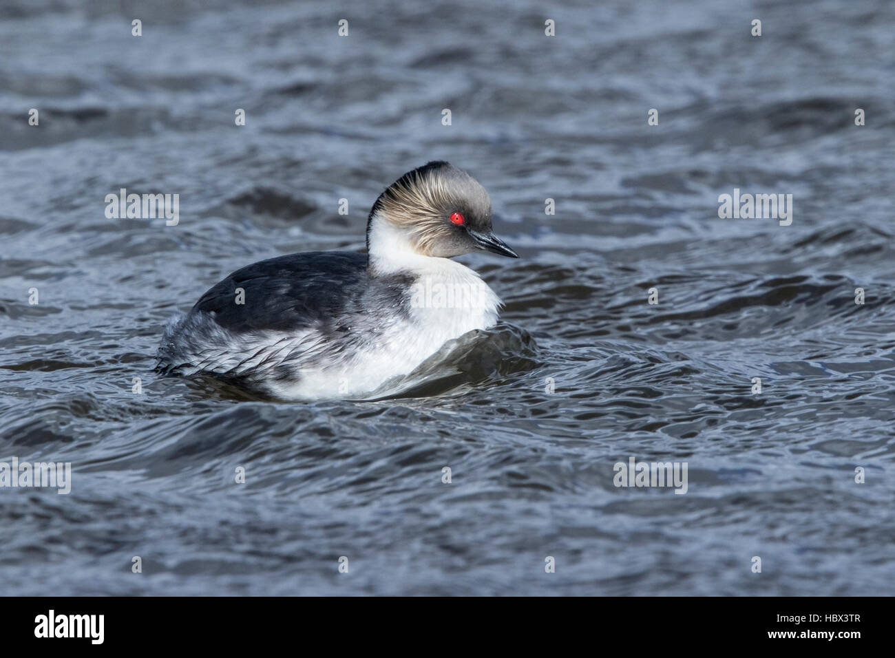 Silvery grebes podiceps occipitalis hi-res stock photography and images ...